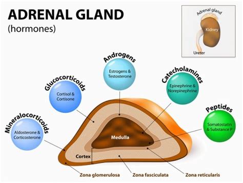 Aldosterone Definition Function And Quiz Biology Dictionary
