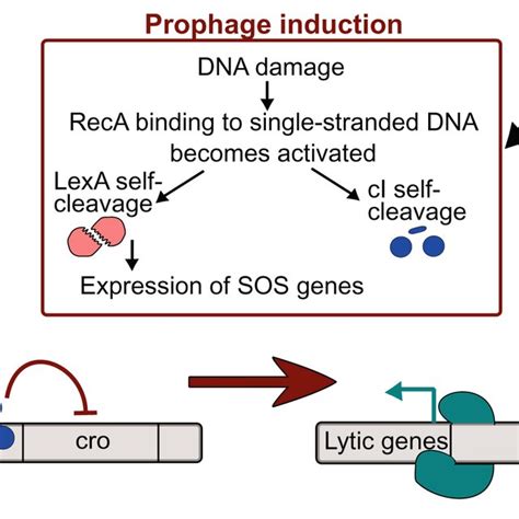 Mechanism Of Lambda Prophage Induction Lysogeny And Lytic States Show Download Scientific