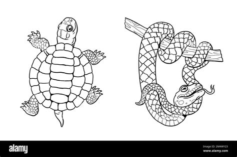 Cute Turtle And Snake Coloring Pages Template For A Coloring Book With