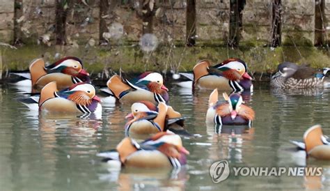 원앙의 휴식 연합뉴스