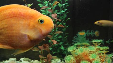 ჩემი თევზები Youtube