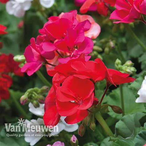 Geranium Pelargonium Zonal Jackpot Mixed 6 Plug Plants Summer Colour