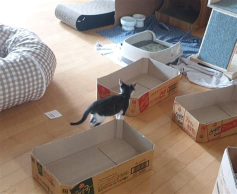 도넛모양의 캣터널 체험학습