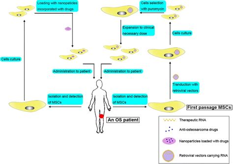 Mesenchymal Stem Cells In The Osteosarcoma Microenvironment Their