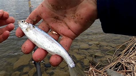 За уклейкой с поплавочной удочкой - YouTube