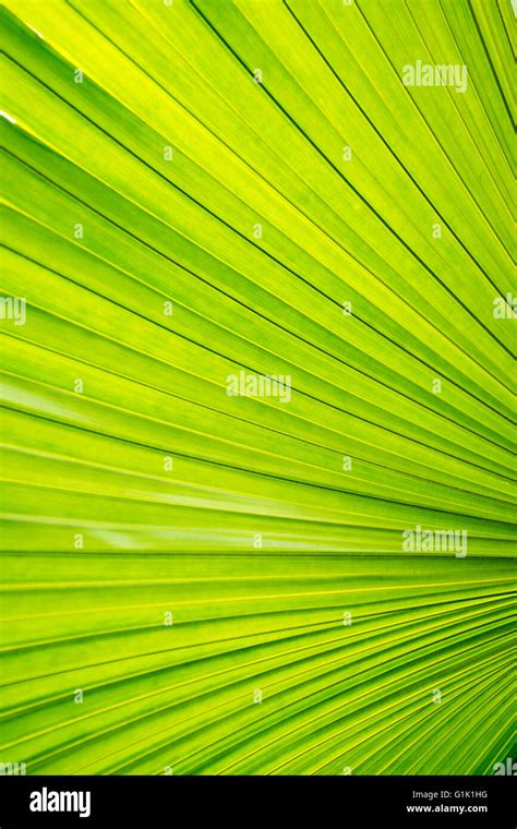 Canopy Coverage Hi Res Stock Photography And Images Alamy