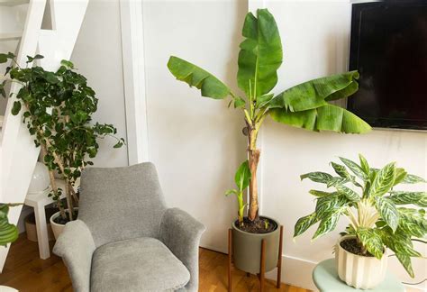 Dwarf Banana Tree Growing Banana Plants As Ornamentals Gardens Sweet