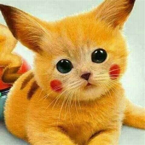 Que Kawaii Anime Amino