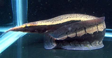 Borneo Python Eel Live Freshwater Aquarium Fish Trins Tropical Fish