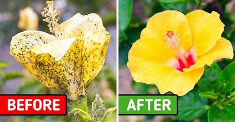 5 Baking Soda Tricks You Can Use To Take Care Of Your Garden Bright Side