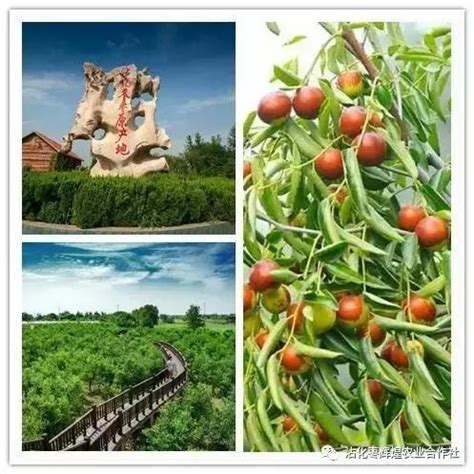 棗輝煌霑化冬棗 每日頭條