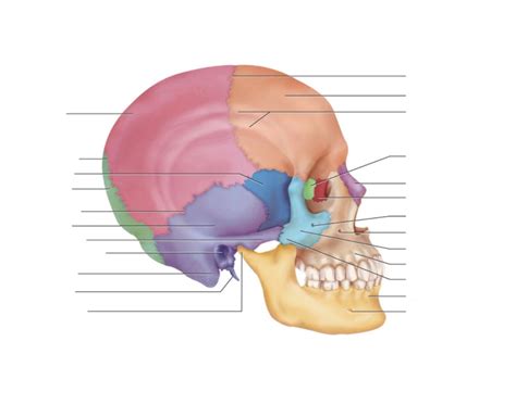 Colored Coded Skull Quiz