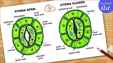 Stomata Diagram Drawing Cbse Open And Closed Stoma Labelled Diagram Drawing Step By Step