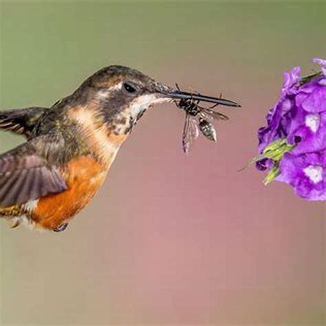 Do Birds Eat Wasps And Bees Diy Seattle