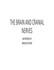 Xidd Fl S Lab Exercise The Brain And Cranial Nerves Pdf THE BRAIN AND CRANIAL NERVES LAB