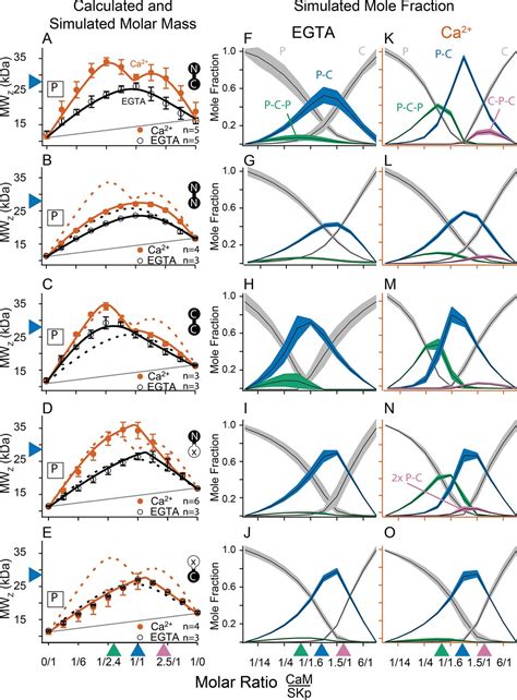 Calcium Dependence Of Both Lobes Of Calmodulin Is Involved In Binding To A Cytoplasmic Domain Of