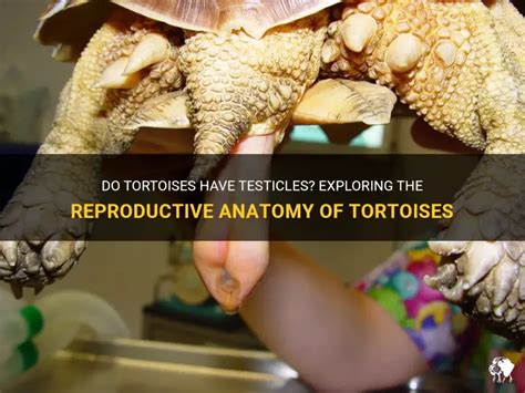 Do Tortoises Have Testicles Exploring The Reproductive Anatomy Of