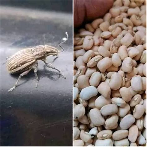 How To Prevent Bean Weevils From Your Beans