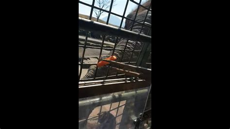 코끼리는 진짜 코로 먹네요 Youtube