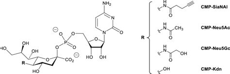 鲑鱼多唾液酸转移酶产生多种唾液酸聚合物 Scientific Reports X Mol