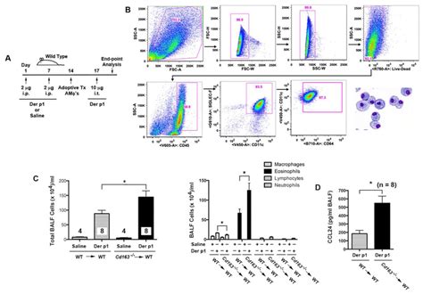 The Adoptive Transfer Of Alveolar Macrophages AmΦs From Donorcd163 Download Scientific
