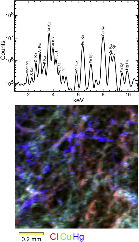 synchrotron xrf spectra and compositional map of ferrante embalming