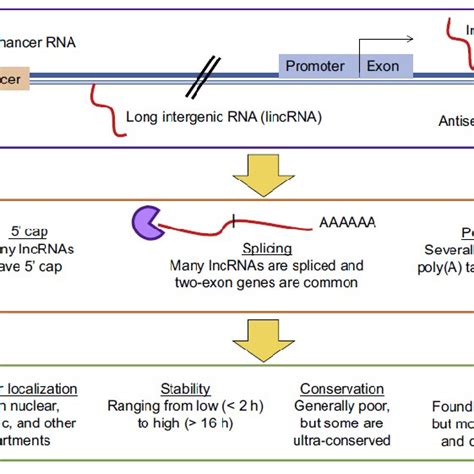 Lncrna Mediated Transcriptional Regulation Long Non Coding Rnas Download Scientific Diagram