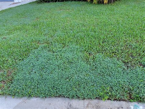 How To Get Rid Of Crabgrass In St Augustine Lawn Rlawncare