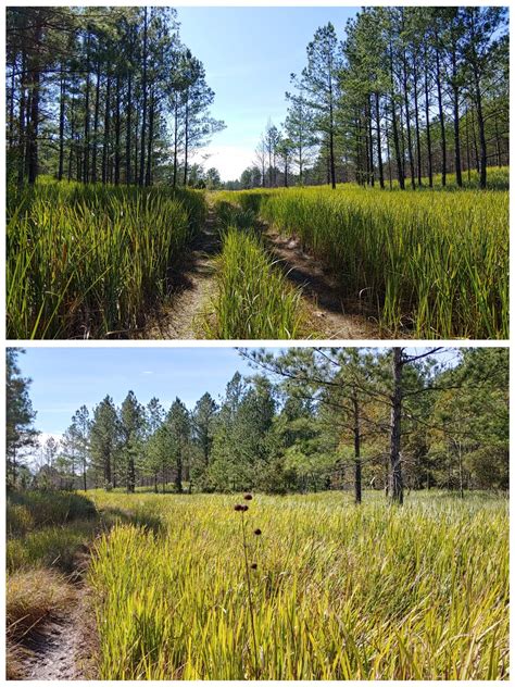 The Tall Grass In Central Florida Where Nice Hiking Weather Is About 3