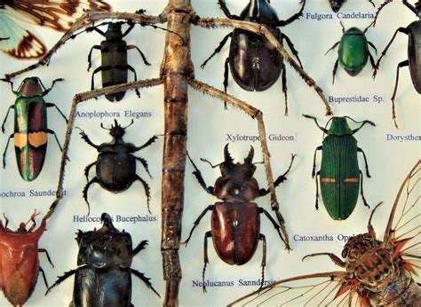 Antiques Atlas A Good Large Entomology Display Case Insect Specim