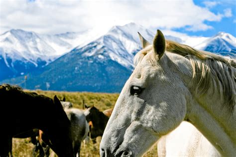 Collegiate Peaks