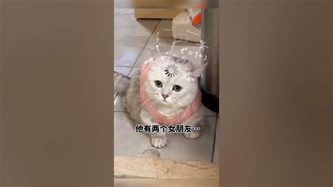 张嘟嘟 银渐层 萌宠 粤语 为什么我没有女朋友为什么呀 Youtube