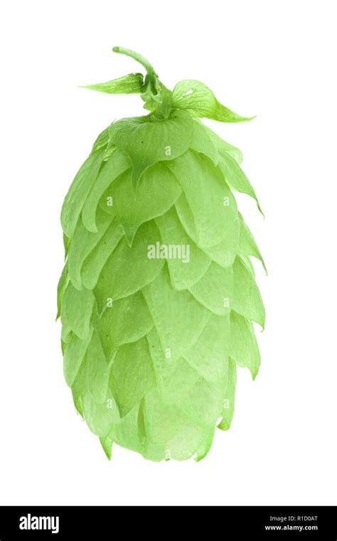 Spice Cone Cut Out Stock Images And Pictures Alamy