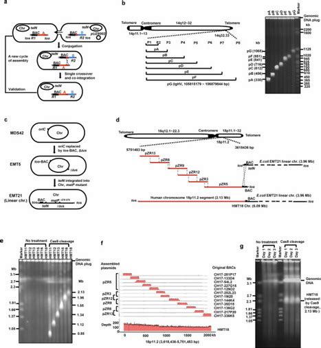 The Conjugation Associated Linear Bac Iterative