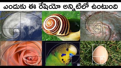 Fibonacci Sequence In Real Life