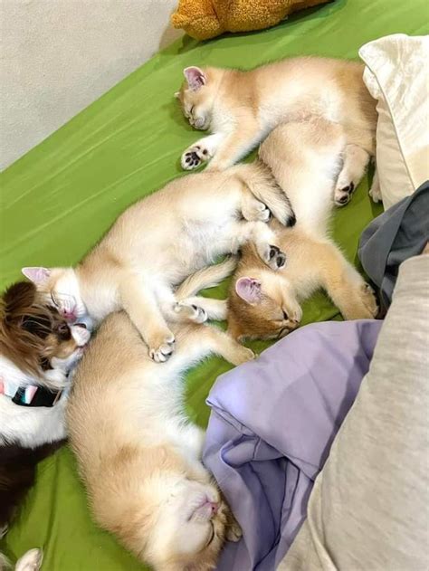 บริติช Wcf Ennxo