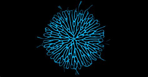 Github Caelwarnerslimesimulation Slime Simulation Using Gpu Compute Shaders