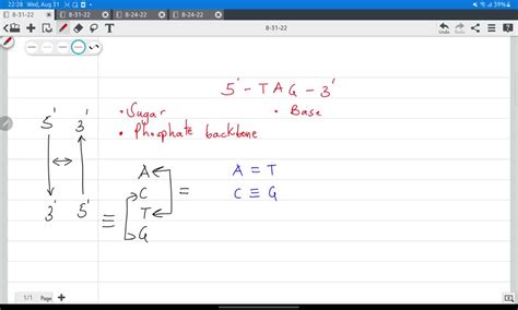 Solved 5 Given The Following Dna Sequence Please Draw The Chemical Structure Of A Double