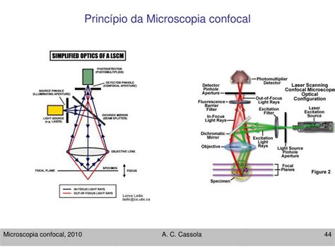 Ppt Microscopia Confocal Teoria E Técnica Powerpoint Presentation