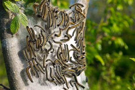 Tent Caterpillar Control Tent Worms How To Get Rid Of Tent Caterpillars