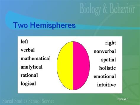 Iv The Divisions Of The Brain Slide 1