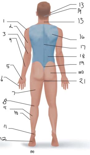 Human Body Systems Midterm Exam Flashcards Quizlet