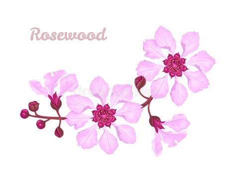 Rosewood Tree Branch Isolated On White Pink Flowers And Buds Stock