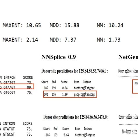 Minigene Splicing Assay In Hek 293 Cells A Schematic Representation Download Scientific