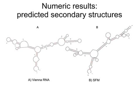 Sequential Folding Model Of Rna Secondary Structure Ppt