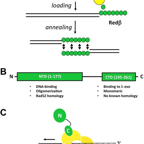 Single Stranded Dna Binding Activity Of Deinococcal Ssb Protein