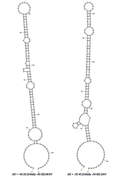 Rna Secondary Structure Predicted Using Mfold Of 3′ Utr Sequences Of Download Scientific