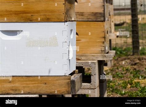How Much Space Do You Need Between Bee Hives At Barbara Agnew Blog