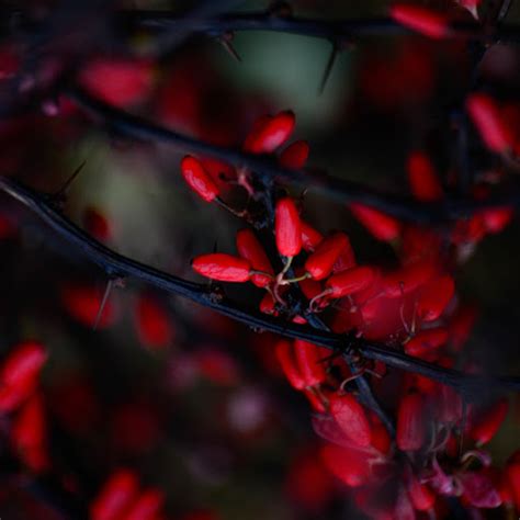 შინაგანი ენერგია Youtube Music