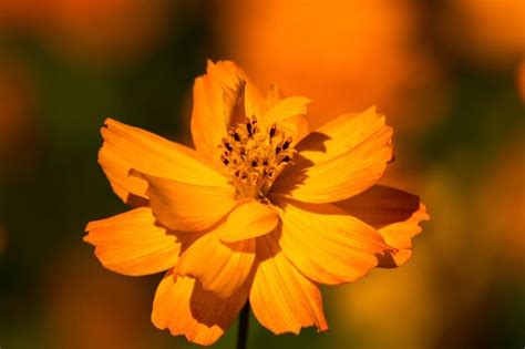 Premium Photo Close Up Of Orange Flower